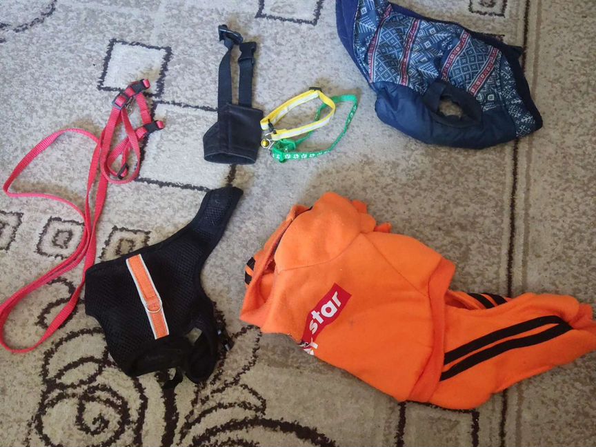 Одежда для собак, ошейники