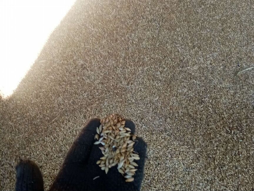 Продается Зерно