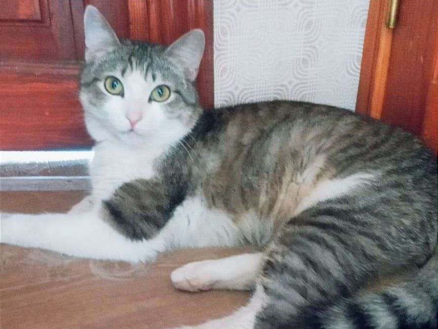 Ласковый кот Серый ищет семью