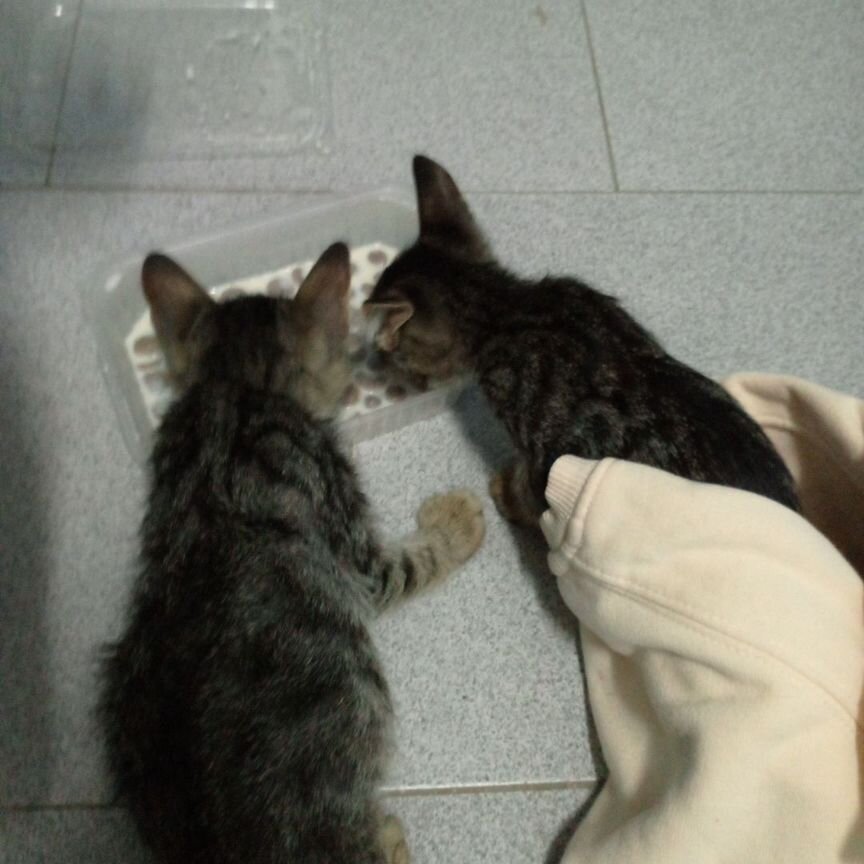 2 котенка в добрые руки