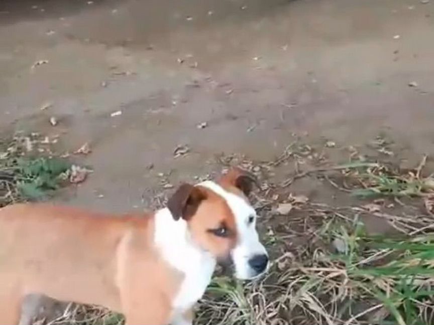 Щенок стаффорда ищет добрые руки