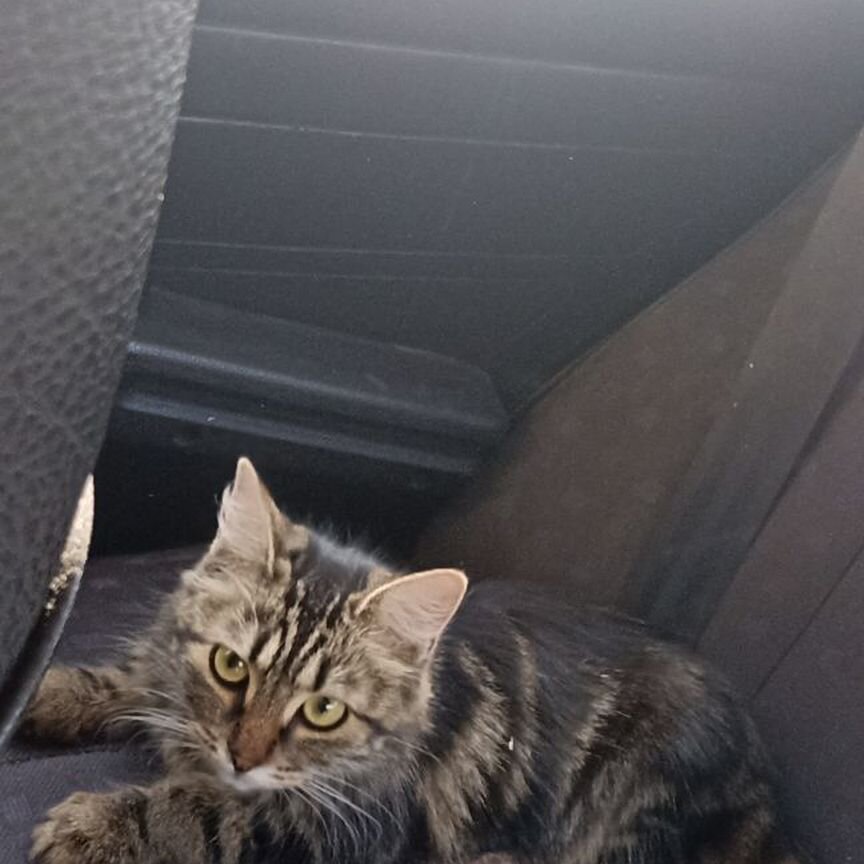 Кошка