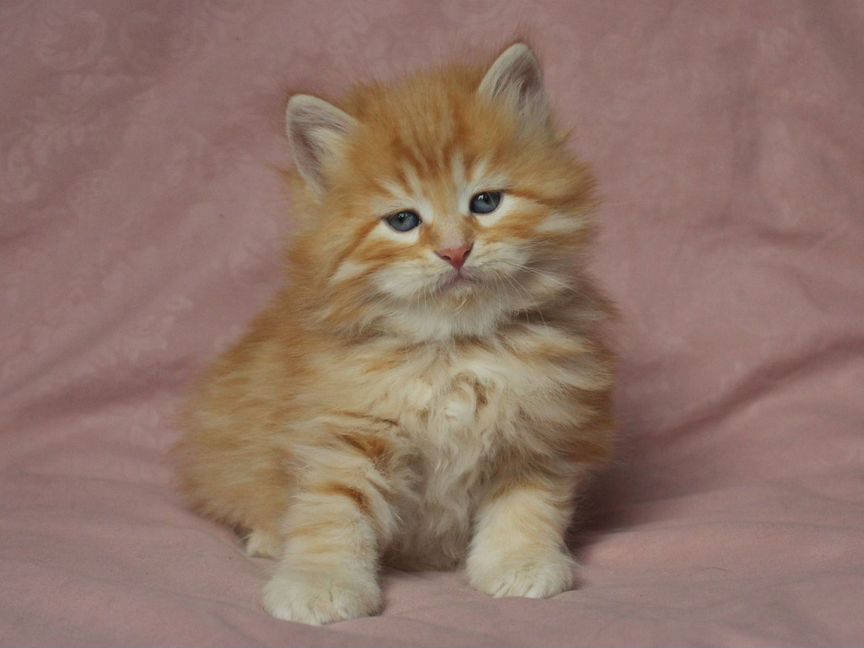 Радомир зеленоглазый