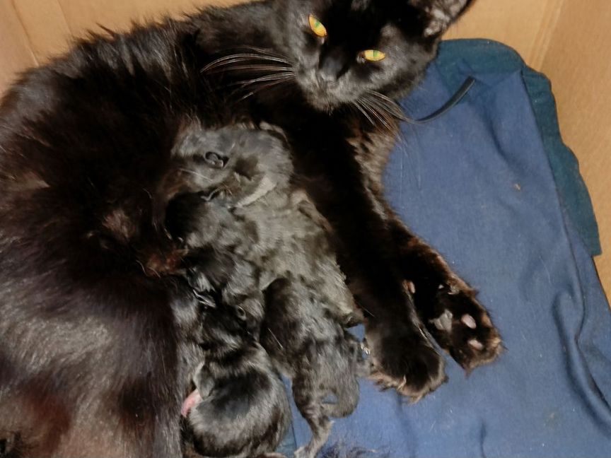 Котенок в добрые руки Новогодний подарок