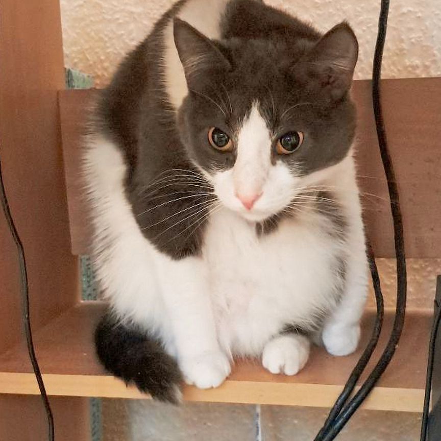 Кошка
