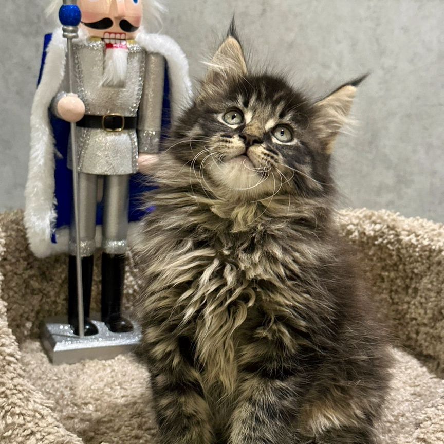 Котенок мальчик мейн-кун