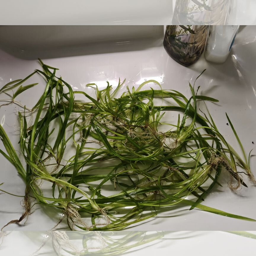 Аквариумные растения прополка