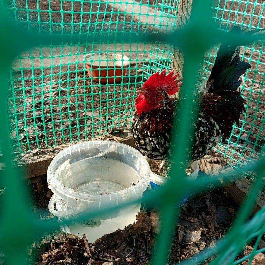 Карликовый петушок