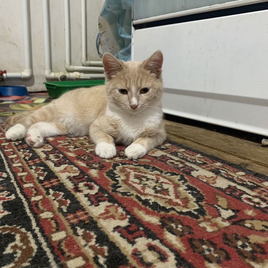 Котик