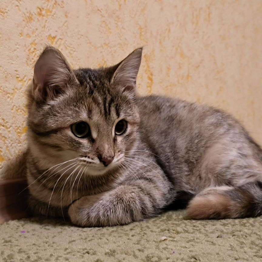 Котята в добрые руки бесплатно