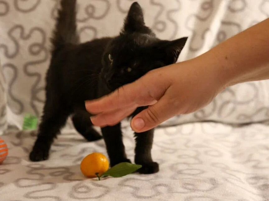 Черный котенок мальчик