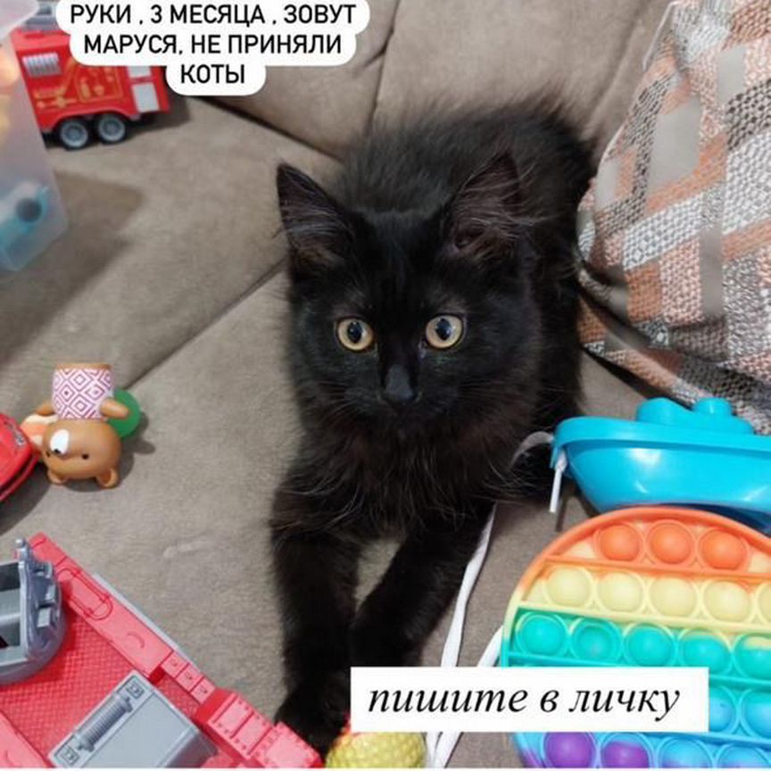 Котенок Маруся