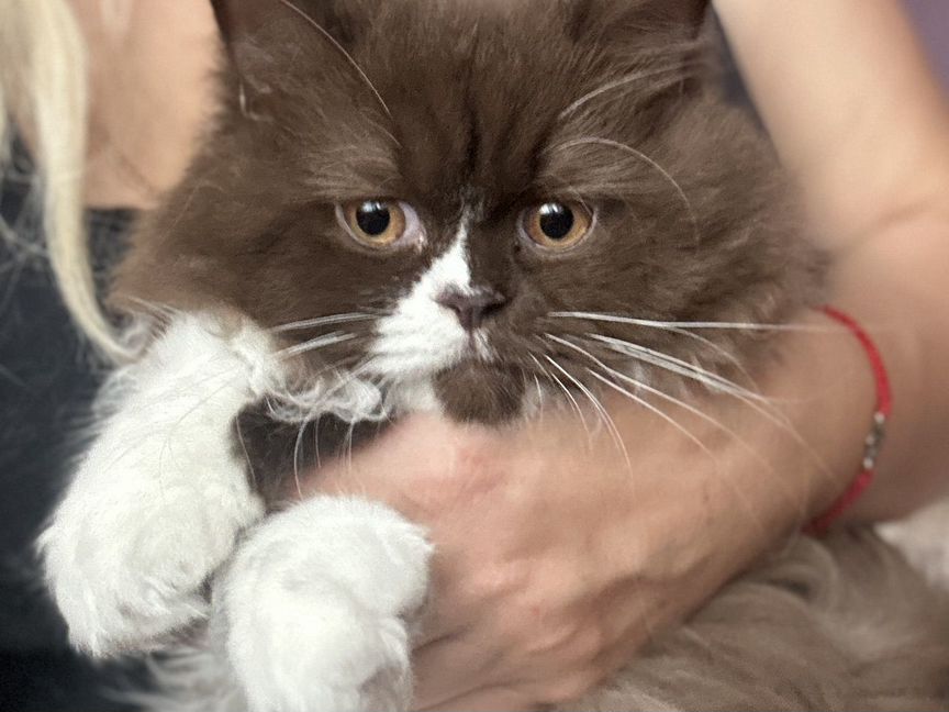Британская шоколадная кошка