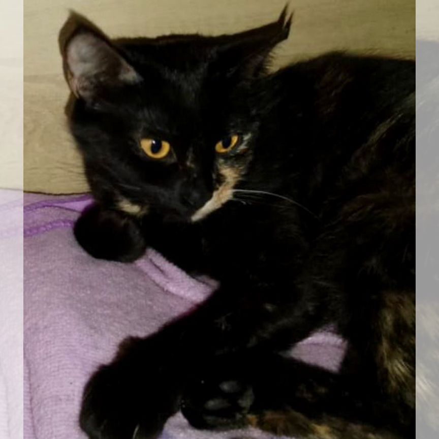 Кошка с желтыми глазами