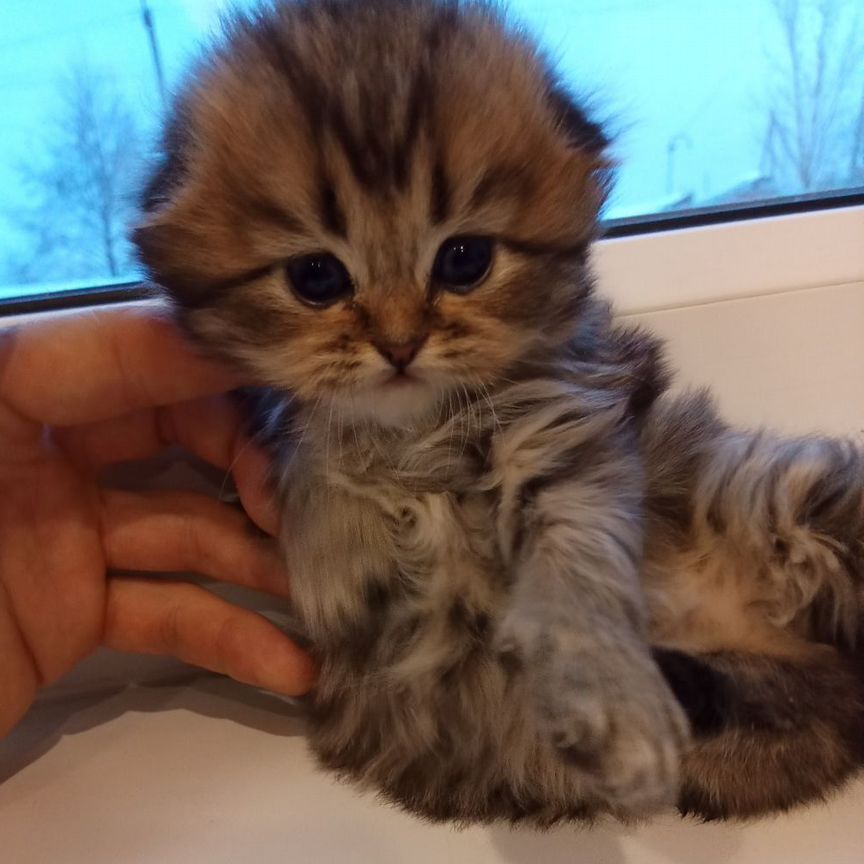 Шотландский вислоухий короткошёрстный котёнок