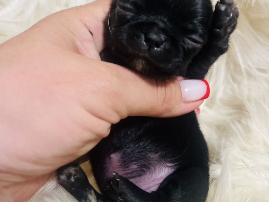 Чихуахуа мини Девочки и Мальчики