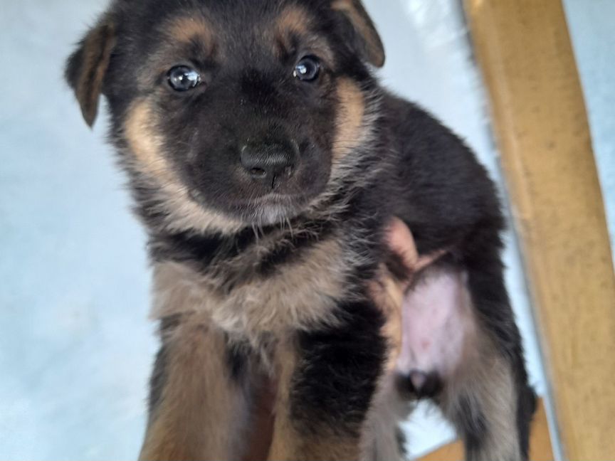 Очень нужен дом