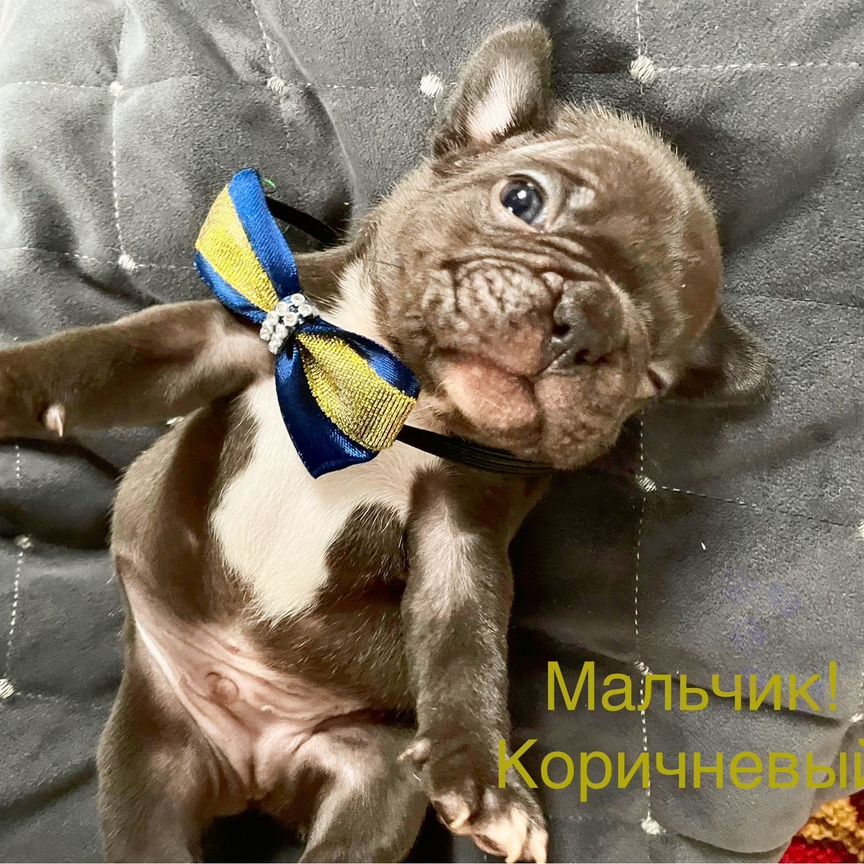 Французский бульдог