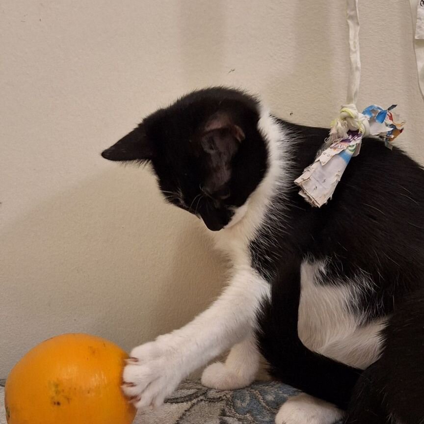 Котёнок в добрые руки