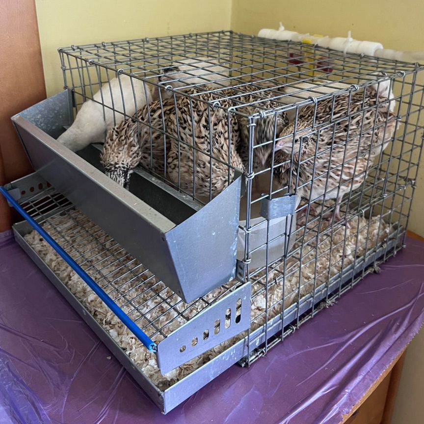 Перепелки несушки