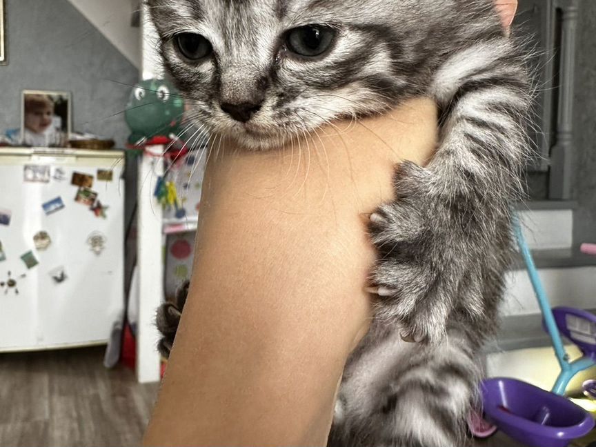 Британские котята