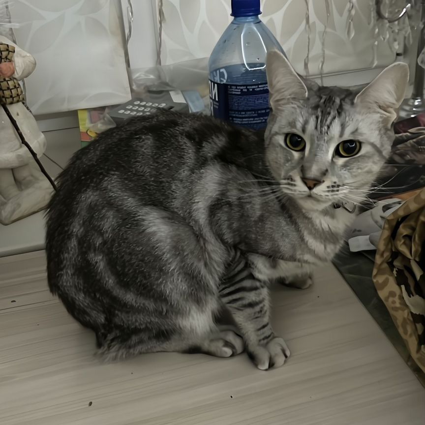 Мейн-кун, взрослая кошка