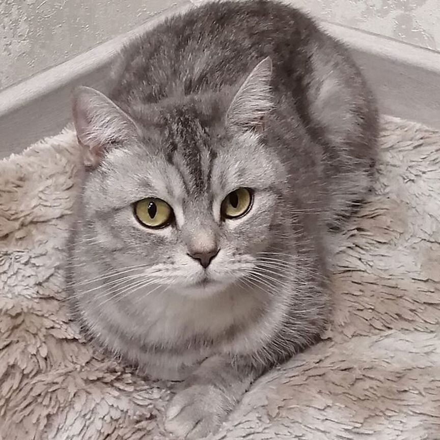 Взрослая кошка в добрые руки