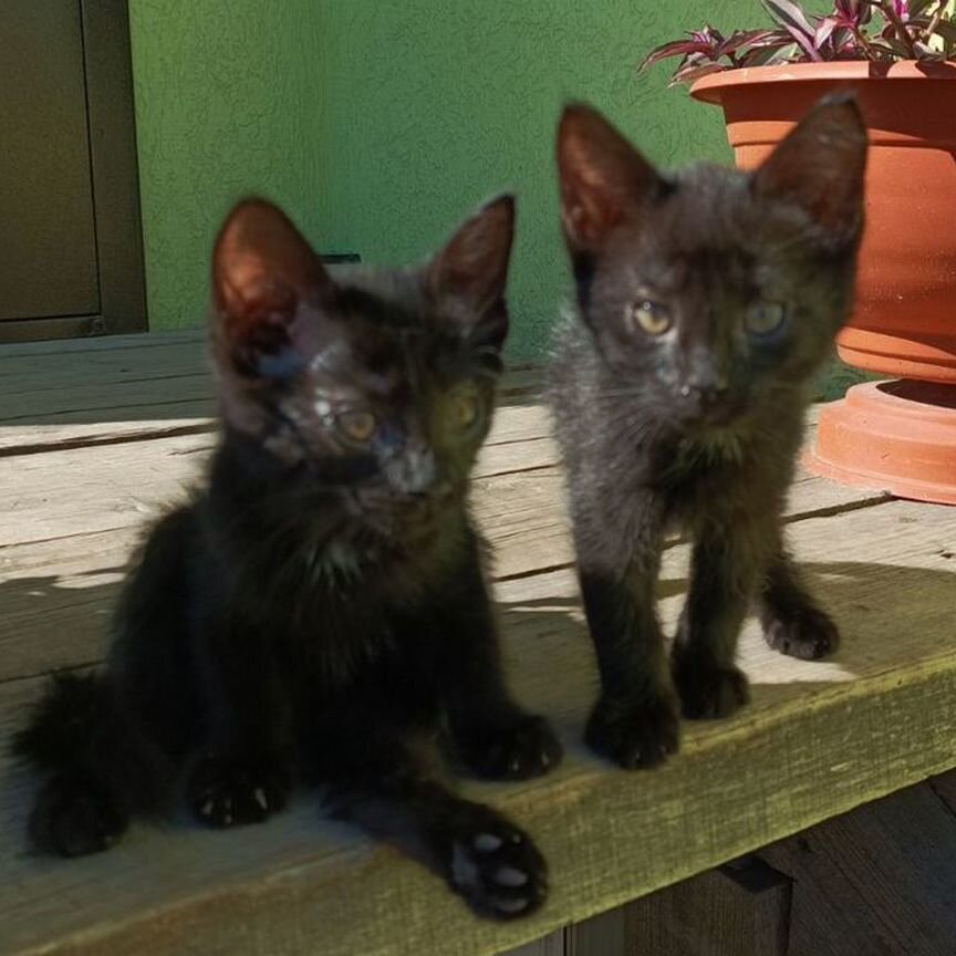 Черная кошечка