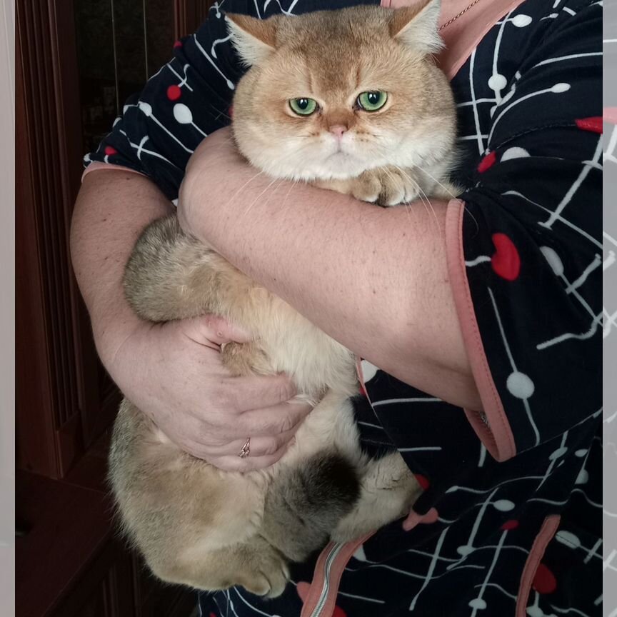 Спарка с котом британец, золотая шиншилла