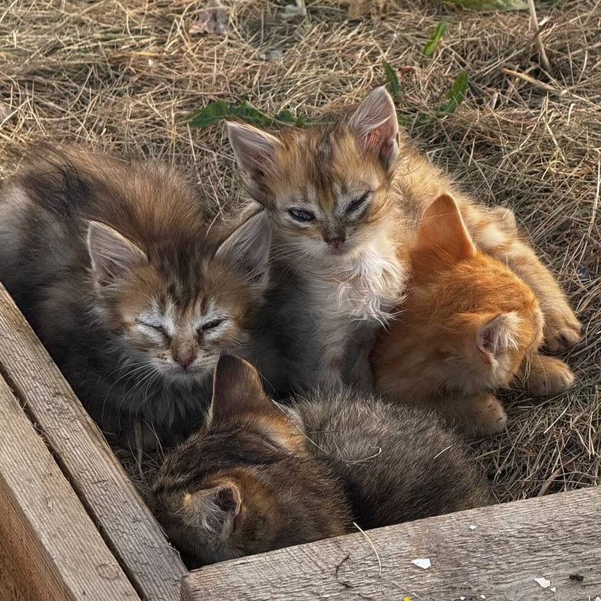 Отдам котят в добрые руки