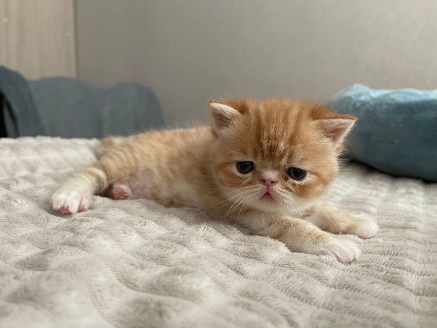 Экзотические котята
