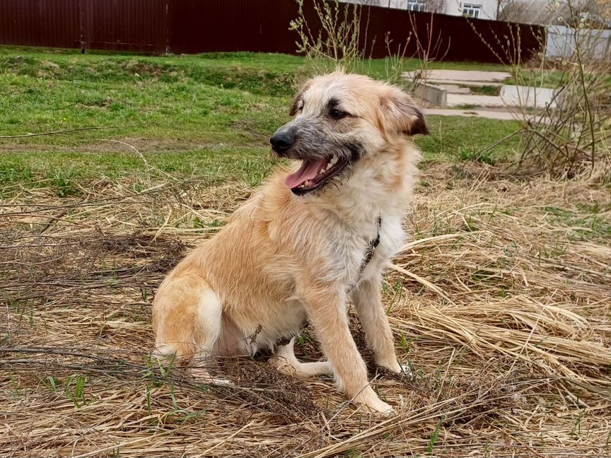 Щенок 7 мес ответственным и любящим животных