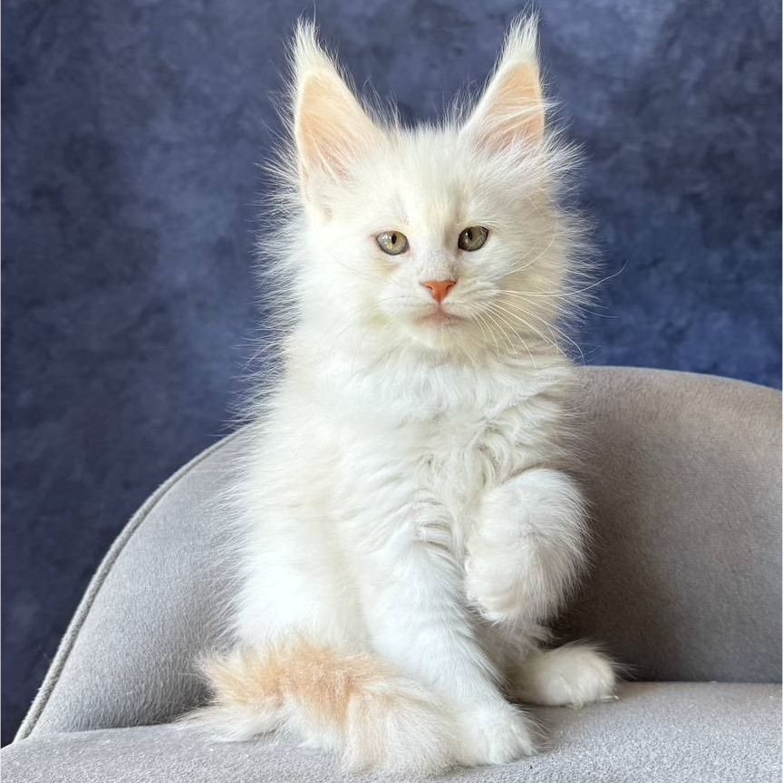 Мейн-кун котёнок