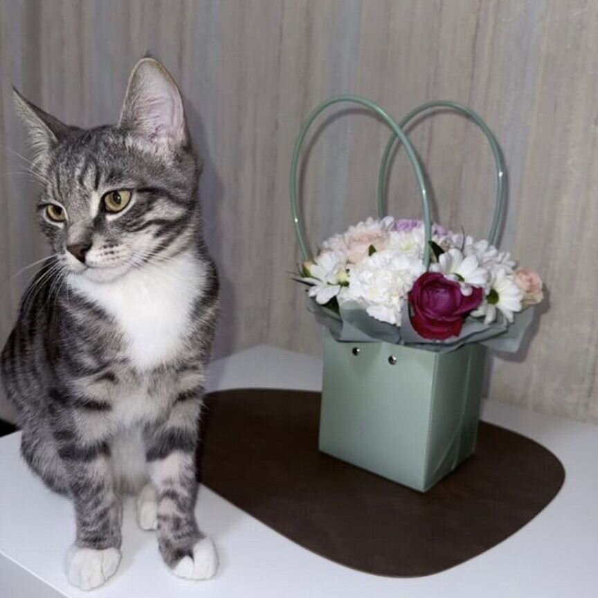 Котенок в добрые руки