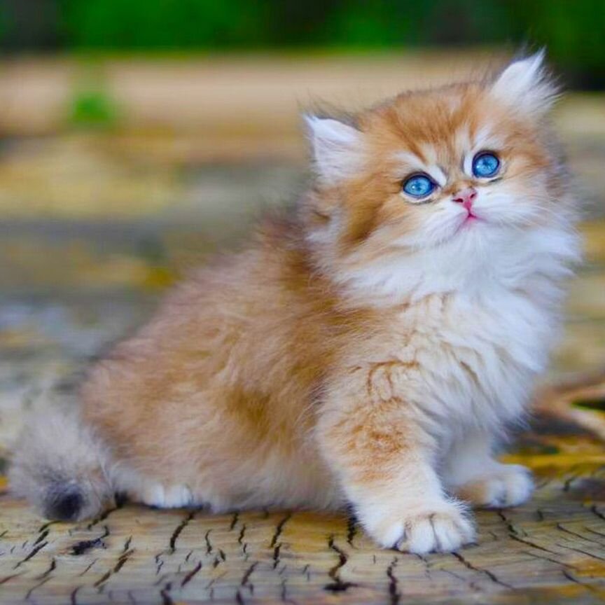 Реальные котята. Именно они Золотые Топовые