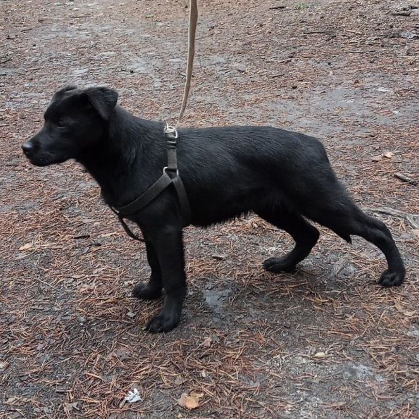 Лабрадор-ретривер, щенок