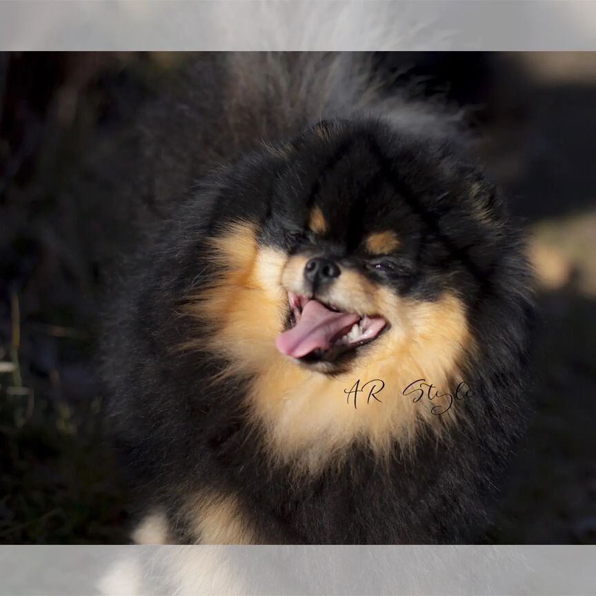 Померанский шпиц, вязка