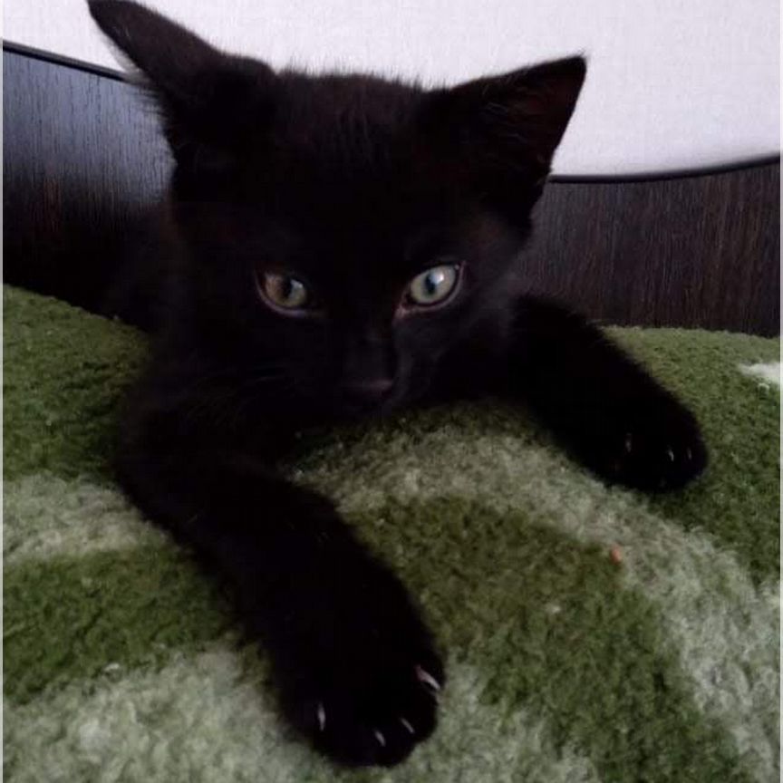 Котёнок 3 месяца