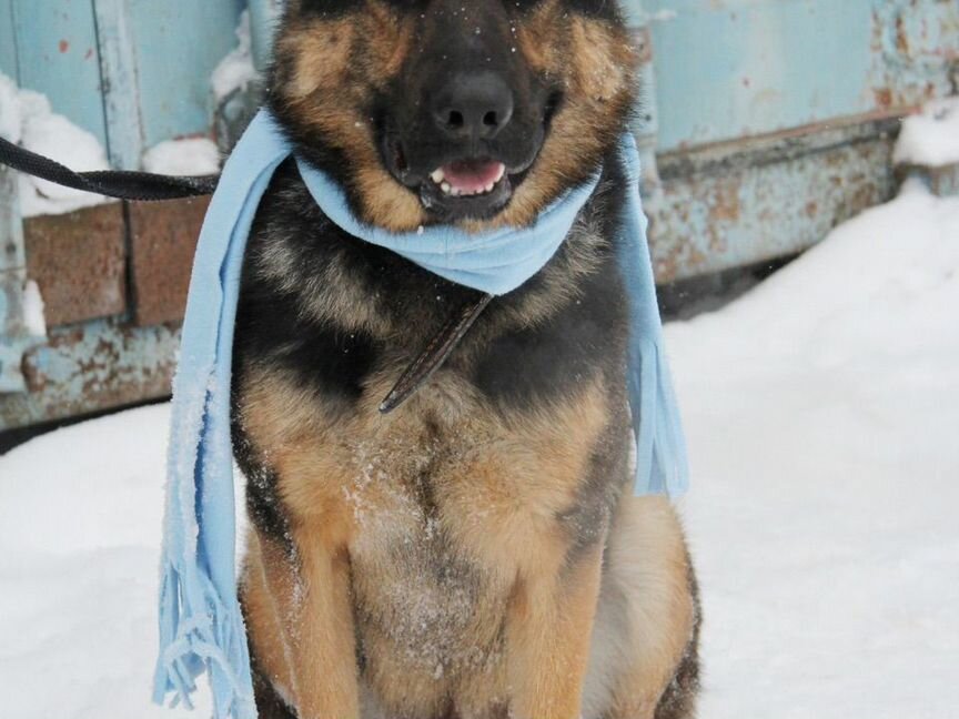 Овчар из приюта