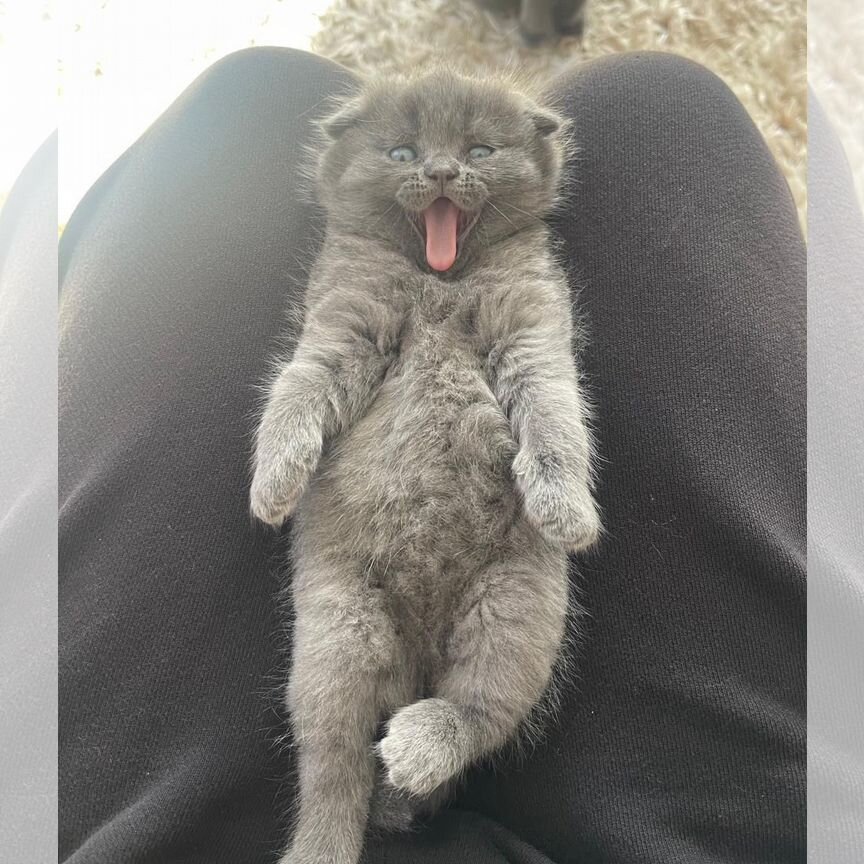 Шотландский вислоухий короткошёрстный котёнок
