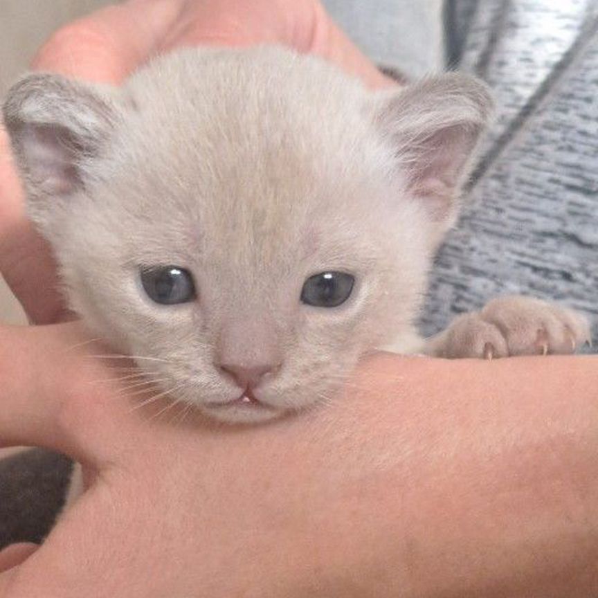 Бурманские котята