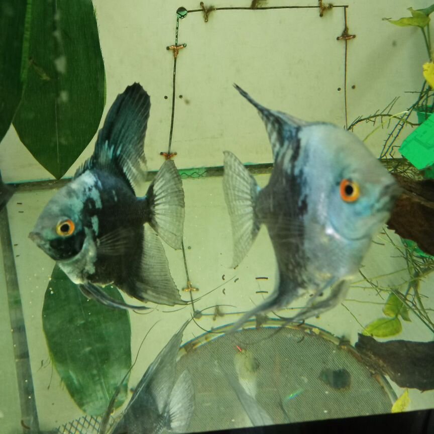 Скалярии пиной