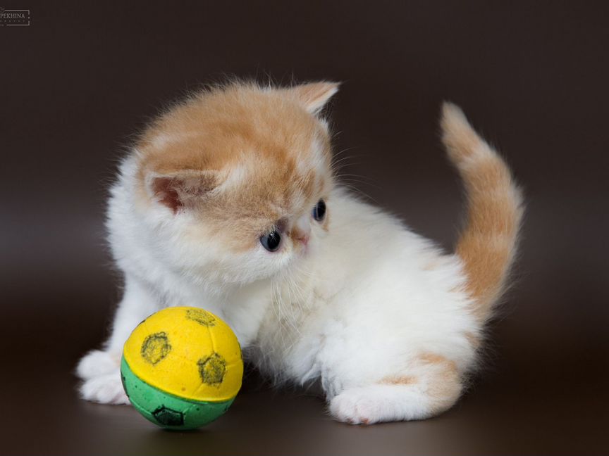 Экзотическая короткошерстная котик