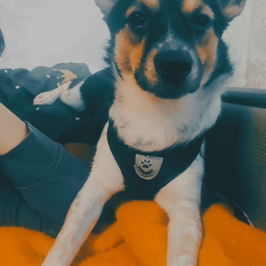 Собака в добрые руки отдам бесплатно