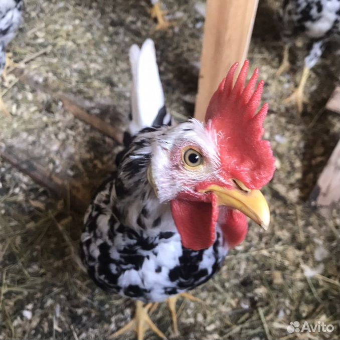 Молодые петухи Леггорн далматинец