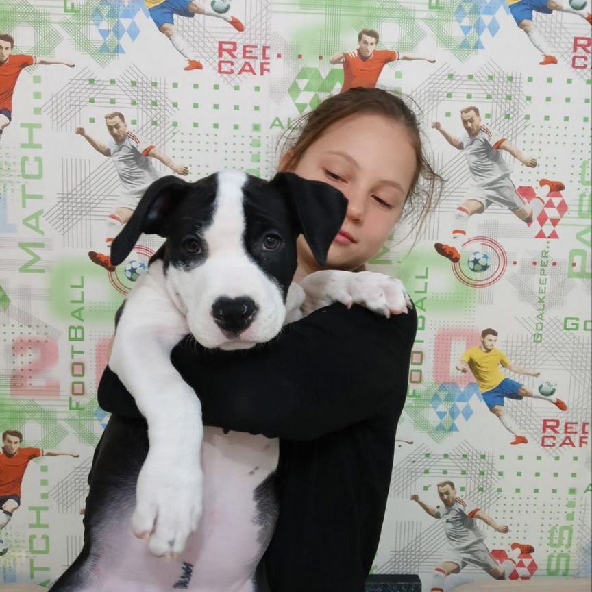 Чёрная королева щенок