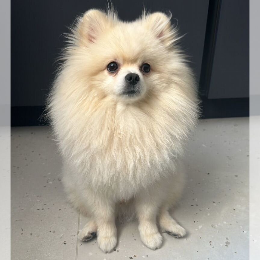 Померанский шпиц вязка кобель