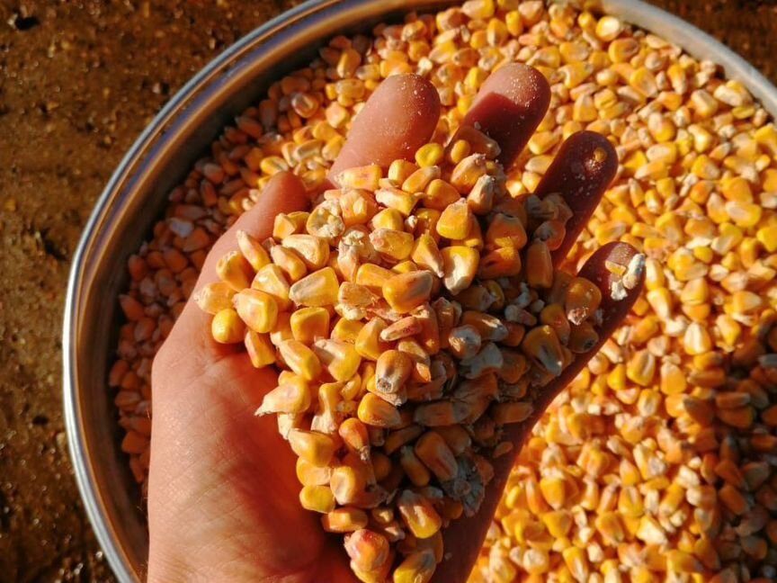 Кукуруза кормовая в мешках