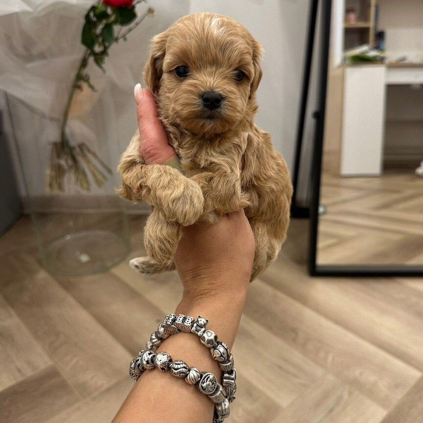 Мальтипу, щенок