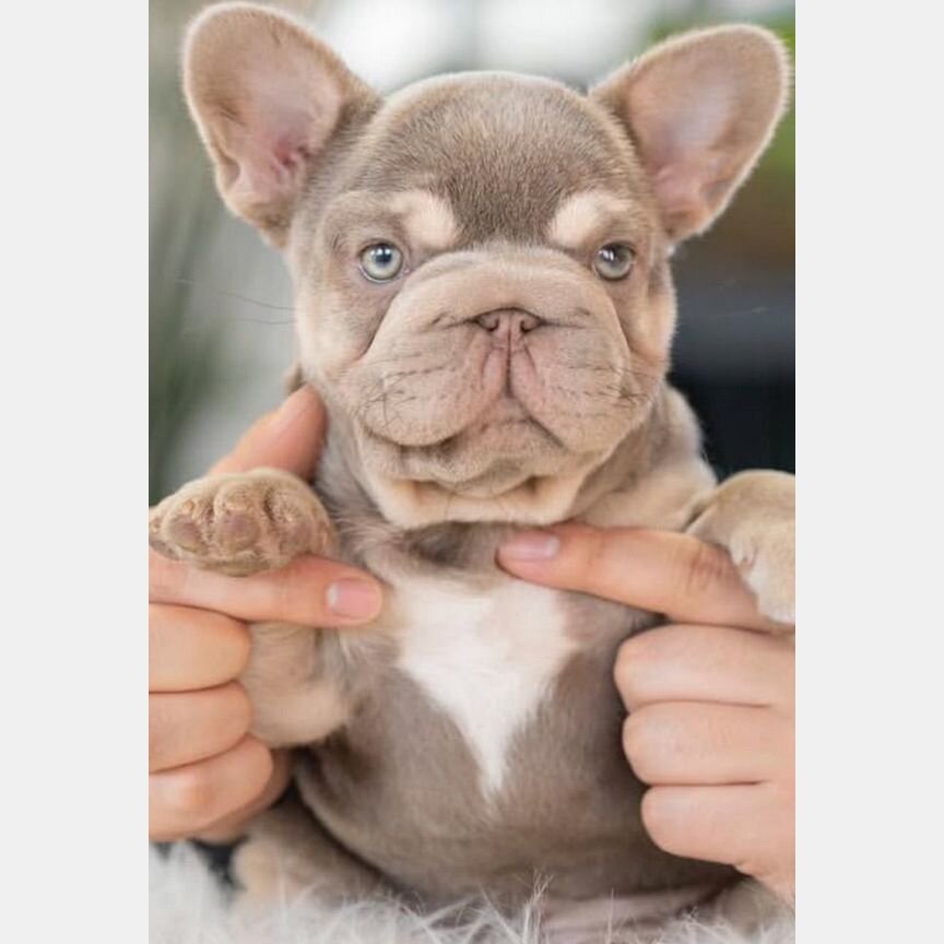 Французский Бульдог Бигроп - Девочка